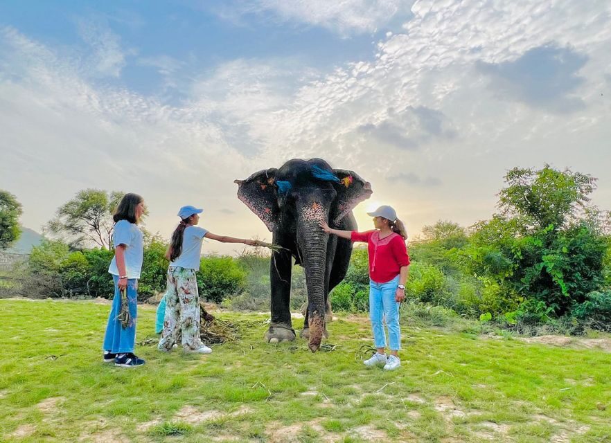 Elephant Sanctuary for Best elephant experience in Jaipur - What You Can Expect on the Tour