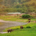 Elephant Sanctuary + Waterfall + Bamboo Rafting One Day Trip - The Logistics and What You Can Expect