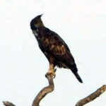 Ella: 1 Day tour to Badulla / Haputale / Mahiyanganaya - The Yala National Park Experience: What You Can Expect