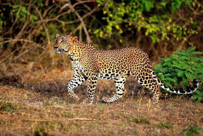 Ella: All Inclusive Yala Half Day Leopard Safari - Exclusive - The Itinerary in Detail: What to Expect