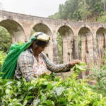 Ella Day Tour from Mirissa/Tangalle/Waligama - Detailed Breakdown of the Itinerary