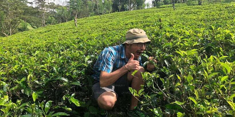 Ella Day Tour: with Tea Factory Visit From Colombo/ Negombo - What Makes This Tour Stand Out?