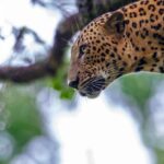 ELLA: Drop to Tangalle/Hiriketiya/Mirissa/Galle & Yala Tour - Key Points