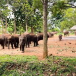 Ella/Hikkaduwa/Galle/Mirissa: Udawalawe Safari Day Trip - The Itinerary in Detail