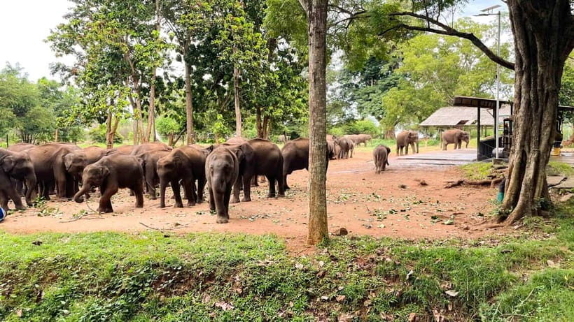 Ella/Hikkaduwa/Galle/Mirissa: Udawalawe Safari Day Trip - The Itinerary in Detail