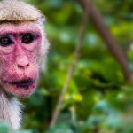 Ella: Safari Day Trip to Yala & Udawalawe with Lunch - Yala National Park: Sunrise and the Early Hours