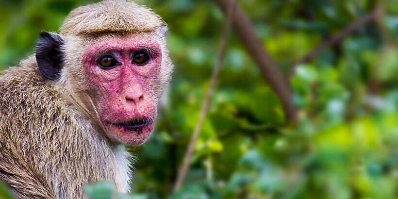 Ella: Safari Day Trip to Yala & Udawalawe with Lunch - Yala National Park: Sunrise and the Early Hours