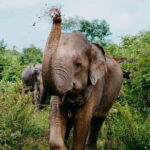 Ella to Udawalawa Wildlife Safari and Drop Down South - Real Traveler Feedback and Insights