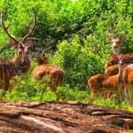 Ella - Udawalawa Safari - Drop to Mirissa/Weligama/Galle - The Itinerary: What to Expect
