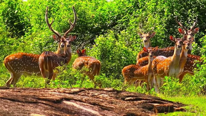 Ella - Udawalawa Safari - Drop to Mirissa/Weligama/Galle - The Itinerary: What to Expect