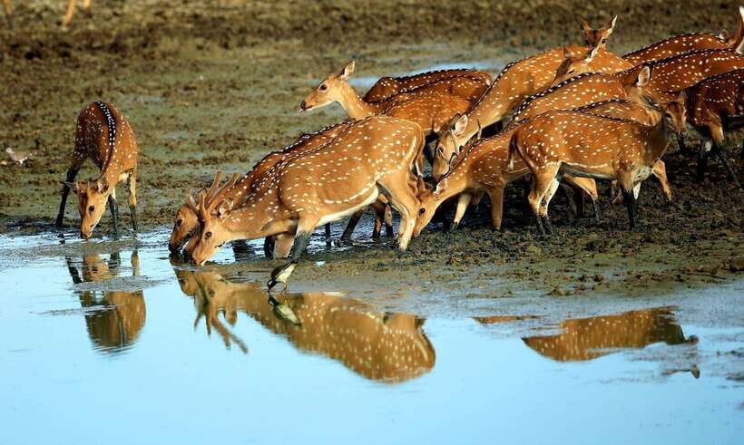 Ella: Udawalawe, Yala National Parks 2-Day Tour & Transfers - Who Will Appreciate This Tour?