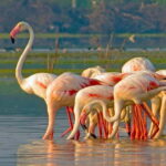 Ella : Yala Safari Drop : Arugambay / Arugam bay / Pottuvil - What’s the Schedule Like?