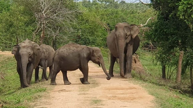 Ella: Yala Safari with Drop at Tangalle/ Hiriketiya/ Mirissa - Starting Point: Ella — A Picturesque Gateway