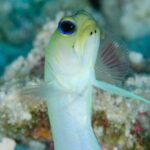 Set out on a Professional and Passionate Scuba Diving Adventure!" - Authentic Feedback from Participants