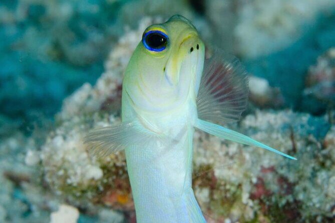 Set out on a Professional and Passionate Scuba Diving Adventure!" - Authentic Feedback from Participants