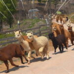 Enchanting South Korea: Art, Alpacas, and Scenic Escapes Tour! - Who Is This Tour Best For?