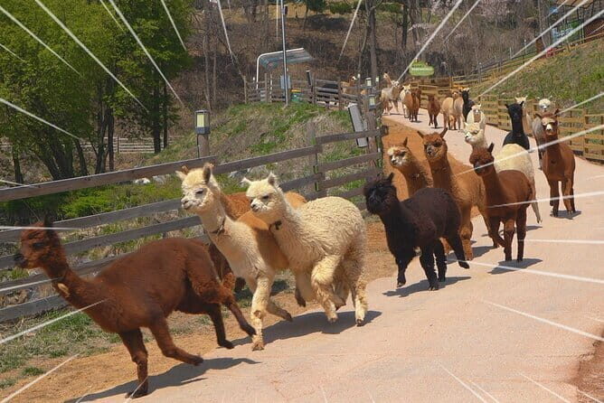 Enchanting South Korea: Art, Alpacas, and Scenic Escapes Tour! - Who Is This Tour Best For?