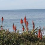 Encinitas: Downtown Walking Tour - Authenticity and the Local Touch