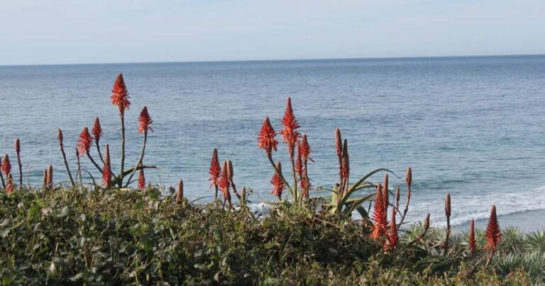 Encinitas: Downtown Walking Tour - Authenticity and the Local Touch