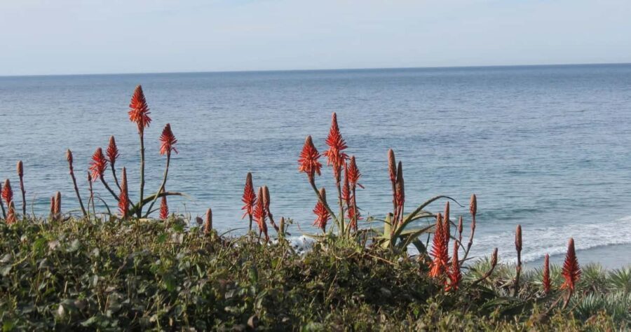 Encinitas: Downtown Walking Tour - Authenticity and the Local Touch