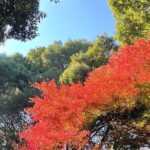 "Enjoy Tokyo Tour" Harajuku Meiji-jingu & Delicious Sake Tasting - What’s Included and How It Works