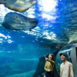 Enoshima Aquarium: Admission Ticket - The Whole Experience: What You Will Love