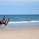 Ensenada: Horseback riding in the beach - What’s Included & Pricing