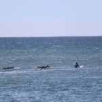 Ensenada: Surf Lessons at Playa Hermosa - Practical Tips for Your Surf Lesson