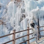 Eobi Ice Valley Nami Island and Alpaca World Tour from Seoul - What Sets This Tour Apart