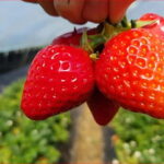 Eobi Valley, Sledding, Strawberry Picking, and Sheep Ranch - Why This Tour Works for Travelers
