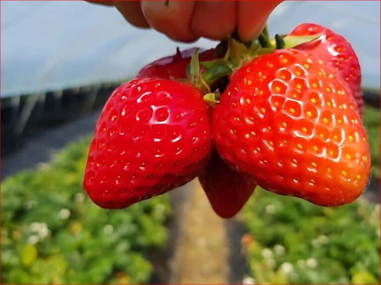 Eobi Valley, Sledding, Strawberry Picking, and Sheep Ranch - Why This Tour Works for Travelers
