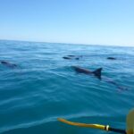 Epic Kayak With Dolphins & Wildlife - 4WD Beach Adventure Noosa - Kayaking & Marine Life Encounters