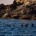 Espíritu Santo and Balandra Beach Combo Tour: Sea Lion Snorkeling - What Makes This Tour Stand Out?