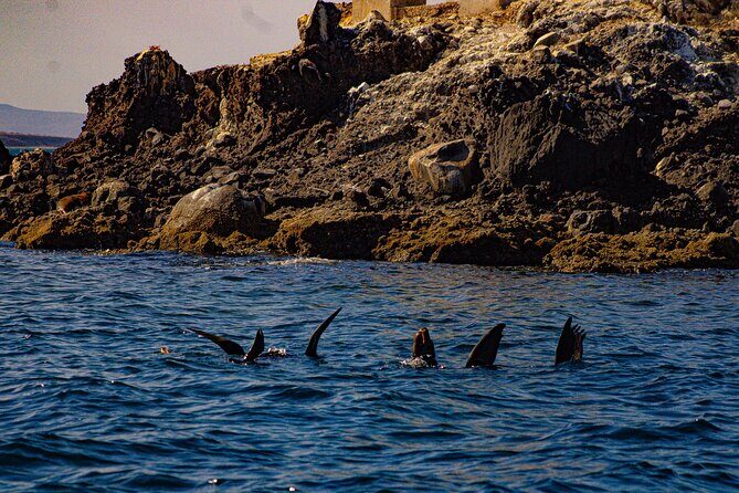 Espíritu Santo and Balandra Beach Combo Tour: Sea Lion Snorkeling - What Makes This Tour Stand Out?
