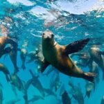 Espiritu Santo Island Combo: Sea Lions and Paddleboard 1 to 6 Private Group - The Details: Transportation, Timing, and Practical Tips