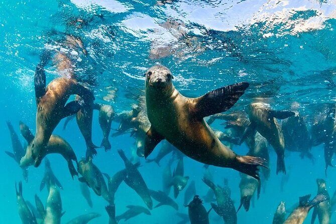 Espiritu Santo Island Combo: Sea Lions and Paddleboard 1 to 6 Private Group - The Details: Transportation, Timing, and Practical Tips