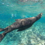 Espiritu Santo Snorkeling and Sea Lion Adventure - The Value of This Tour