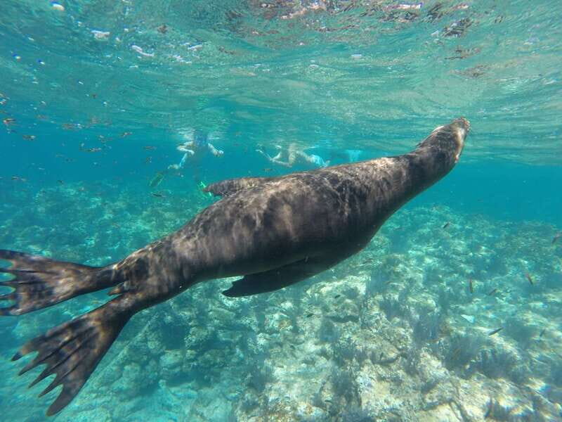 Espiritu Santo Snorkeling and Sea Lion Adventure - The Value of This Tour
