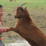 Essence of Mongolia 5 Days - Analyzing the Value