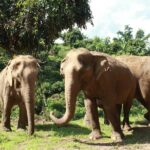 Ethical Elephant Observation by Samui Elephant Sanctuary - What the Tour Entails