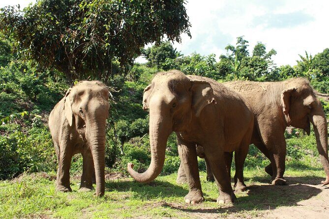 Ethical Elephant Observation by Samui Elephant Sanctuary - What the Tour Entails