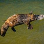 Eungella Platypus Tour - What to Expect and What Not to Expect