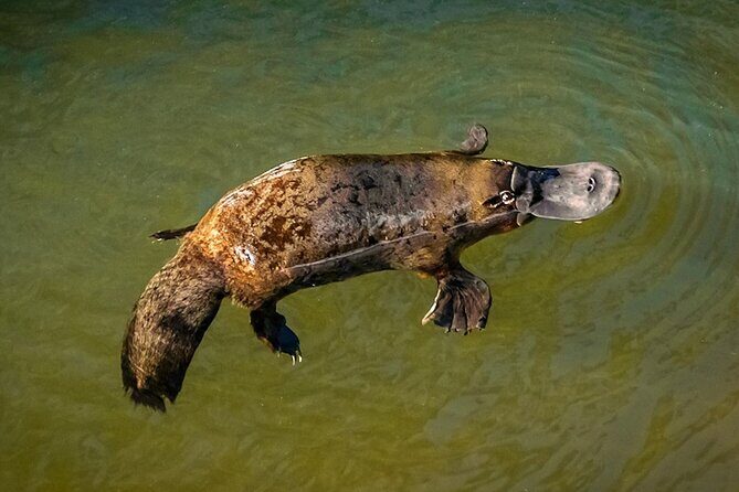 Eungella Platypus Tour - What to Expect and What Not to Expect