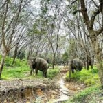 Evening Guide Tour to Khaolak Elephant Sanctuary Free 1 Cocktail - Analyzing the Value