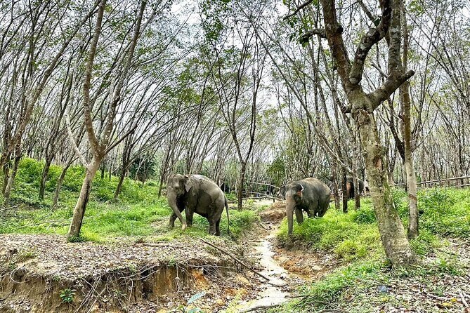 Evening Guide Tour to Khaolak Elephant Sanctuary Free 1 Cocktail - Analyzing the Value