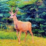 Evening Private Tour Best of Banff Wildlife - Who Will Love This Tour?