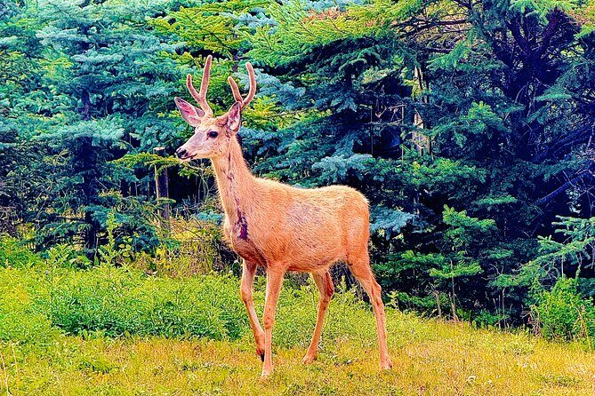 Evening Private Tour Best of Banff Wildlife - Who Will Love This Tour?