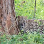 Evening Safari - Yala National Park with Janaka safari - 02.00 pm to 06.30 pm - The Experience in Practice