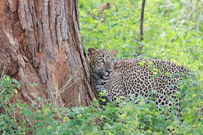 Evening Safari - Yala National Park with Janaka safari - 02.00 pm to 06.30 pm - The Experience in Practice