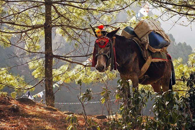 Everest View Trek- 8Days - What Could Be a Drawback